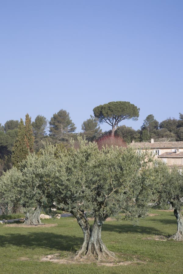 Olive Trees, Provence, France Stock Photo - Image of nature, trees ...
