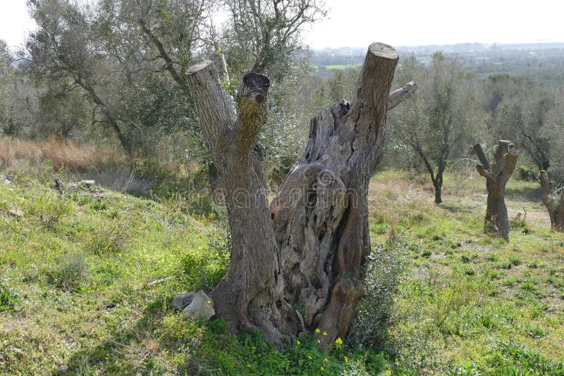 114 Dead Olive Tree Branch Stock Photos - Free & Royalty-Free Stock ...