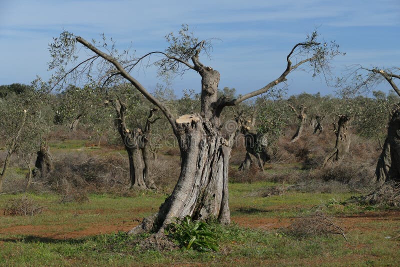 114 Dead Olive Tree Branch Stock Photos - Free & Royalty-Free Stock ...