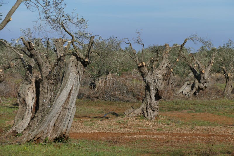 114 Dead Olive Tree Branch Stock Photos - Free & Royalty-Free Stock ...
