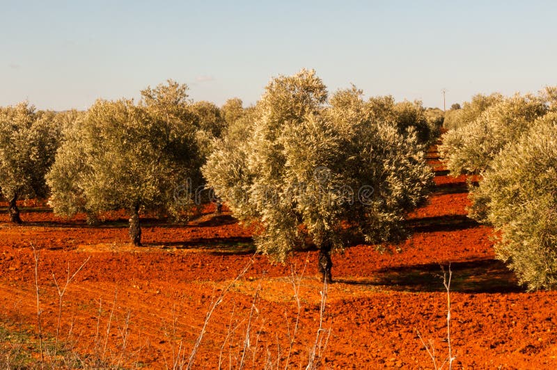 Olive trees on red earth stock image. Image of fruits - 87505013