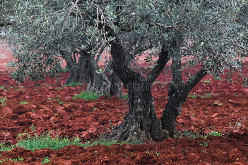 Soil profile stock image. Image of surface, cross, topsoil - 43964369