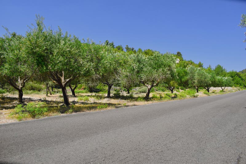 Olive trees by the road stock image. Image of fatty - 102967873
