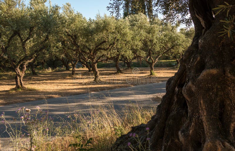 Olive trees and a road stock image. Image of road, olive - 41362465
