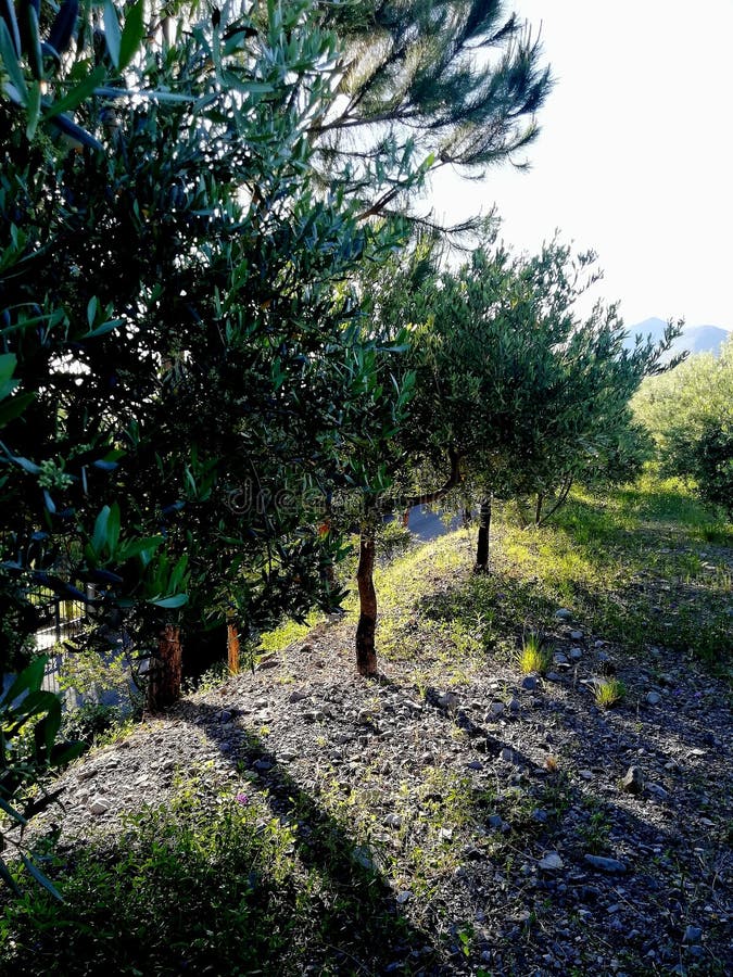 The olive trees road stock photo. Image of road, nature - 148592556