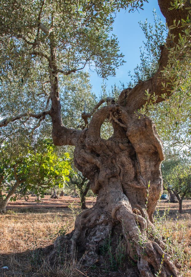 Olive Trees in Salento, Italy Stock Image - Image of agriculture ...