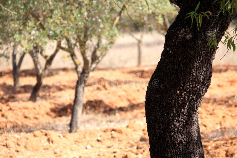 Olive Trees stock image. Image of italy, plantation, tree - 73503699