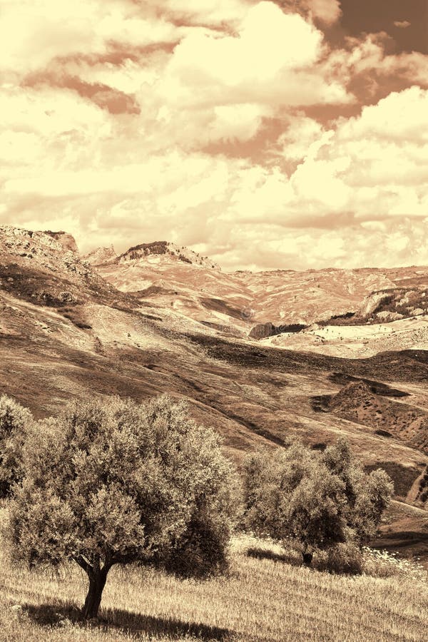 Olive Trees stock image. Image of olive, cultivated - 178758285