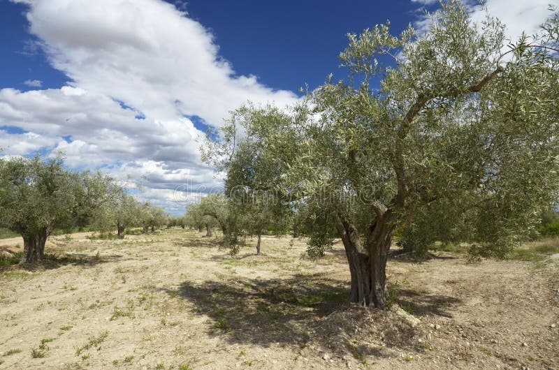 Olive trees in Spain stock image. Image of country, agriculture - 24524333