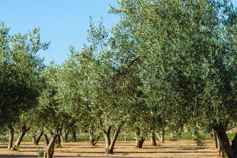 Olive Trees. Spanish Nature Landscape Stock Photo - Image of tree ...