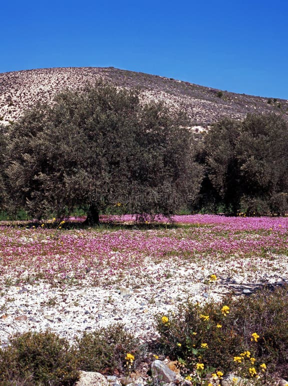 Olive Trees and Spring Flowers, Cyprus. Stock Photo - Image of ...
