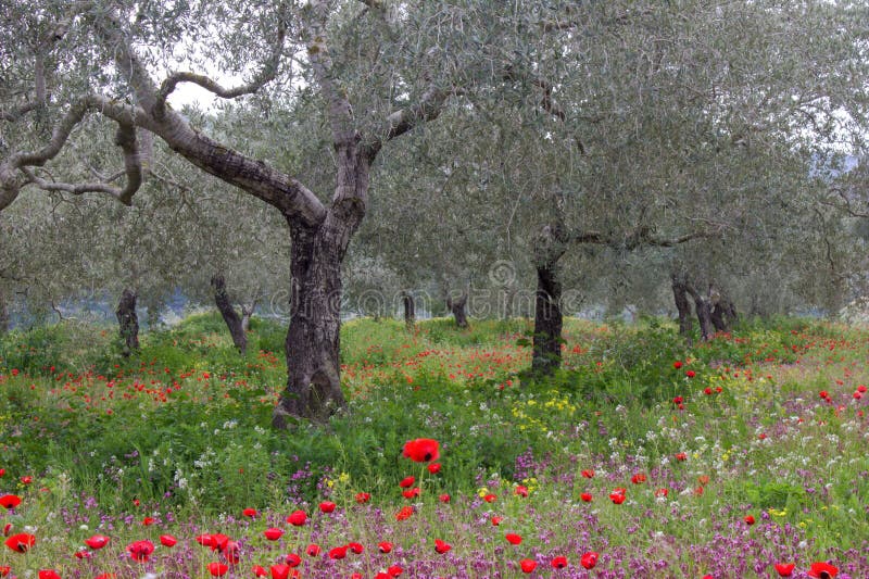 Olive Trees in the Spring Garden Stock Photo - Image of plants, fruits ...