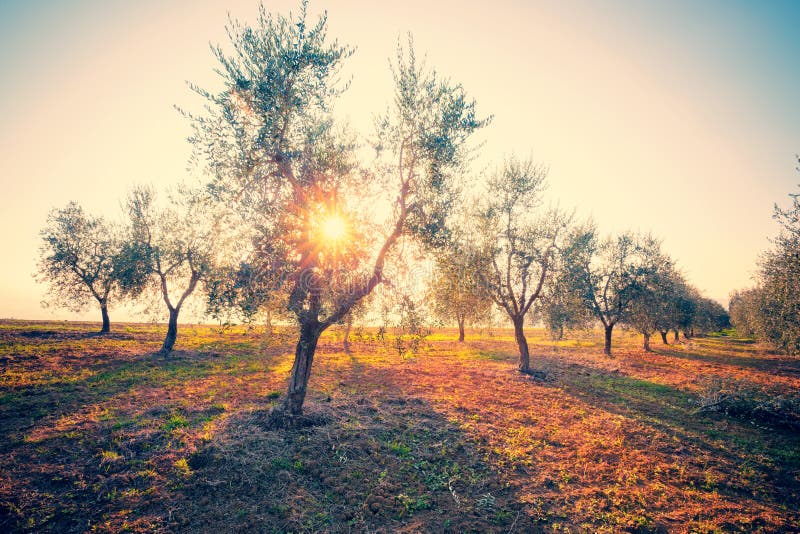 Olive trees stock image. Image of morning, garden, sunrise - 64405869