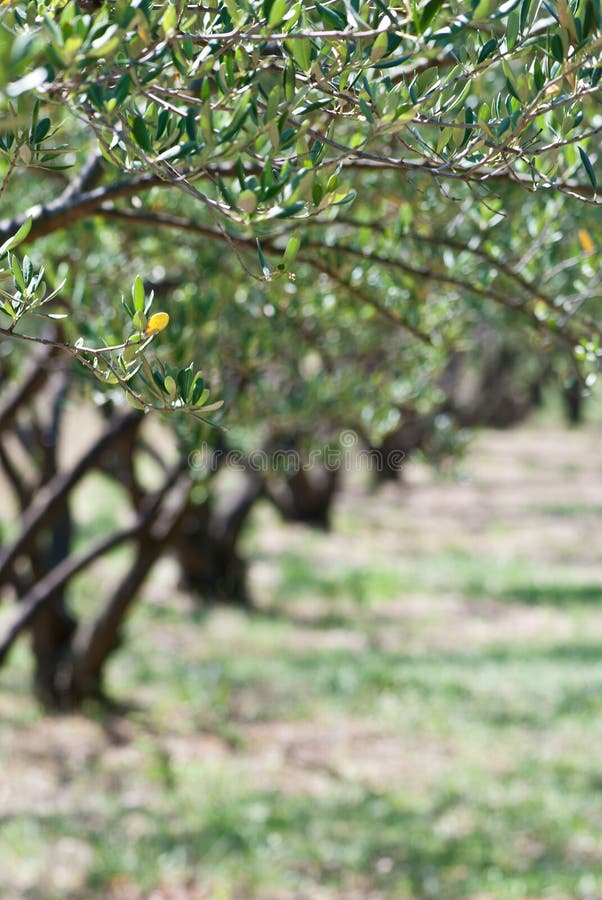 Olive trees stock photo. Image of rural, fruit, agricultural - 39842522