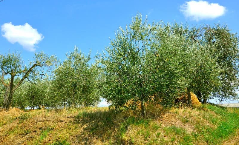 Olive Trees in Tuscany , Italy Stock Photo - Image of farmhouse ...