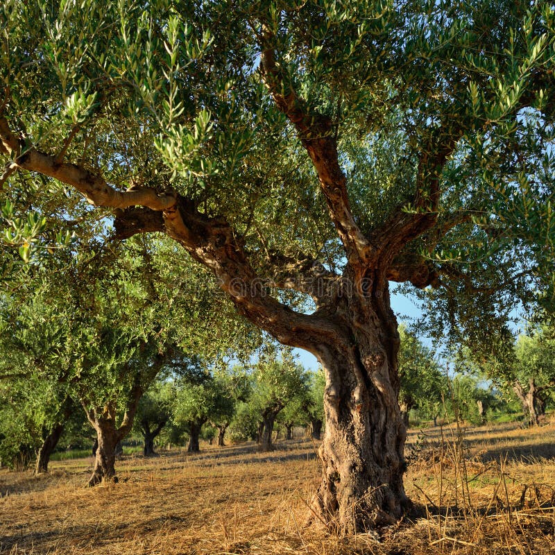 Olive tree grove stock image. Image of culture, agriculture - 34564975