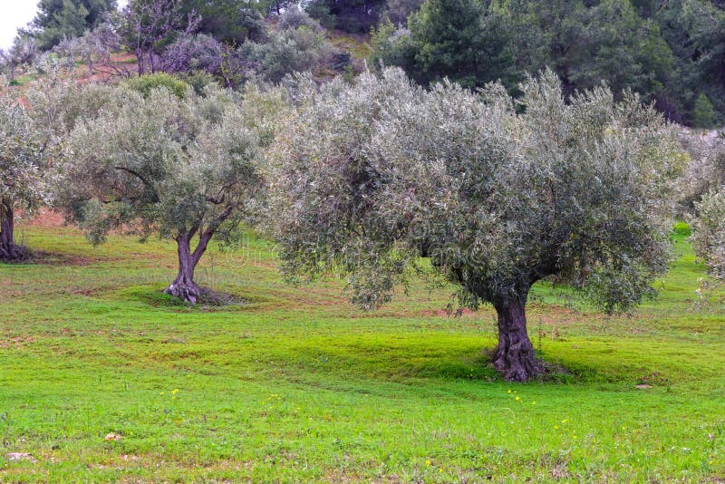 Olive Trees & Parthenon Stock Photo - Image of landmark, archeology ...