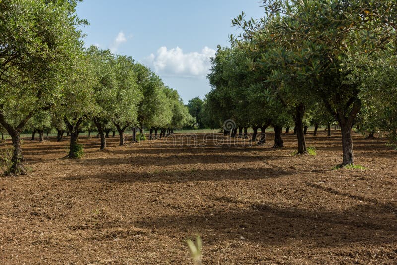 Olive treesn in Calabria stock image. Image of garden - 73621715
