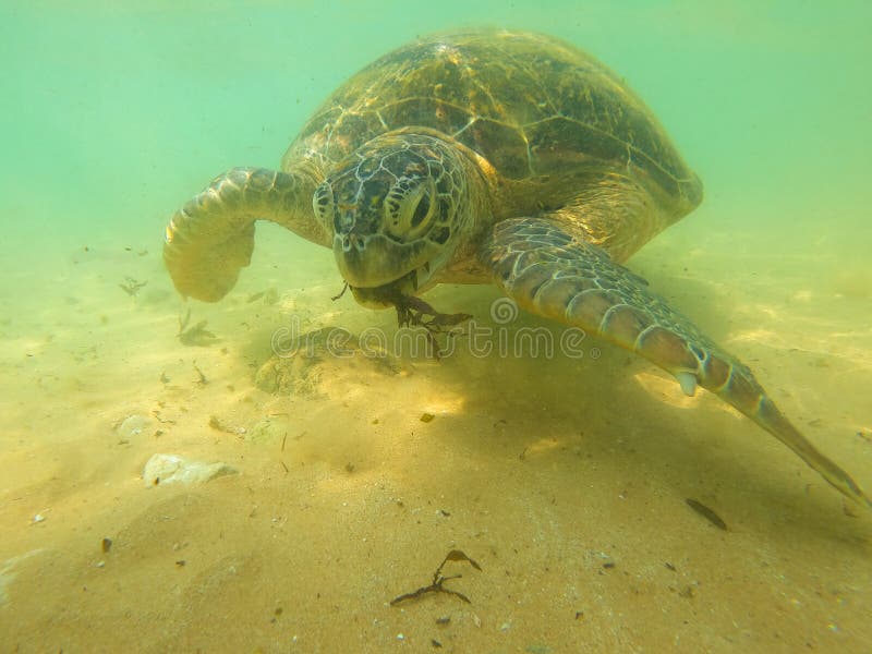An Olive Turtle Eats Algae in Shallow Water. Hikkaduva Stock Image ...