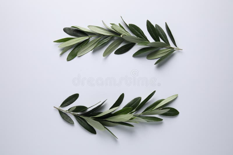 Olive Twigs with Fresh Green Leaves on White Background, Flat Lay Stock ...
