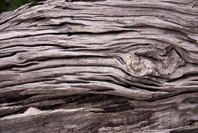 Olive wood grain stock image. Image of natural, mallorca - 55391027