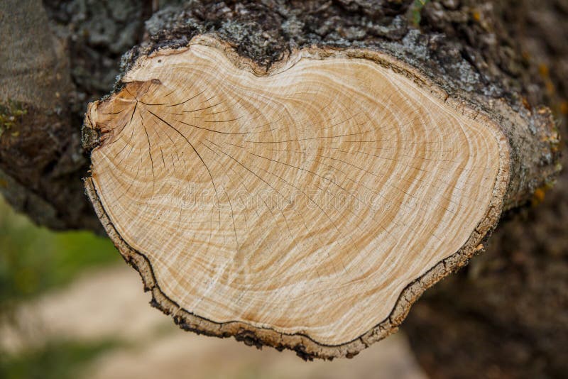 Olive wood texture. stock photo. Image of cracks, bark - 70991736