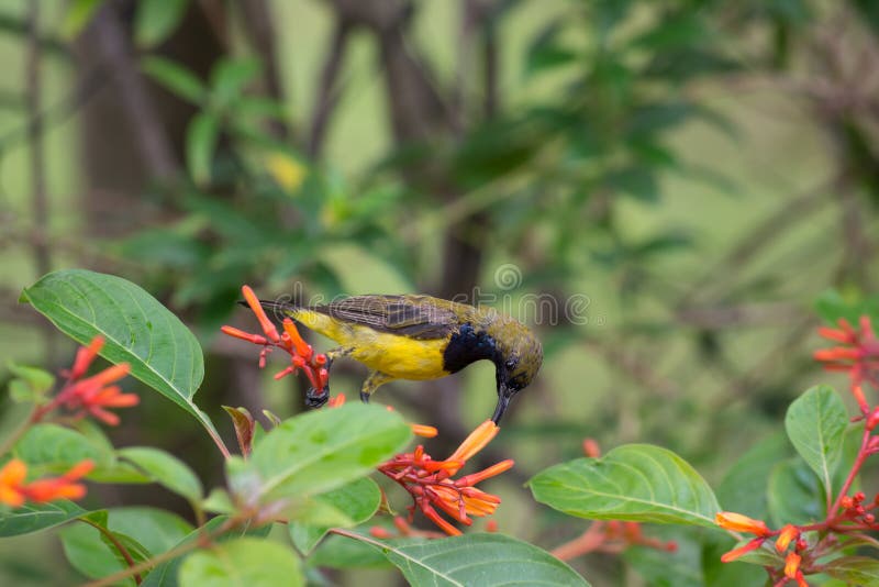 Olive-backed Sunbird stock image. Image of backed, care - 1063345