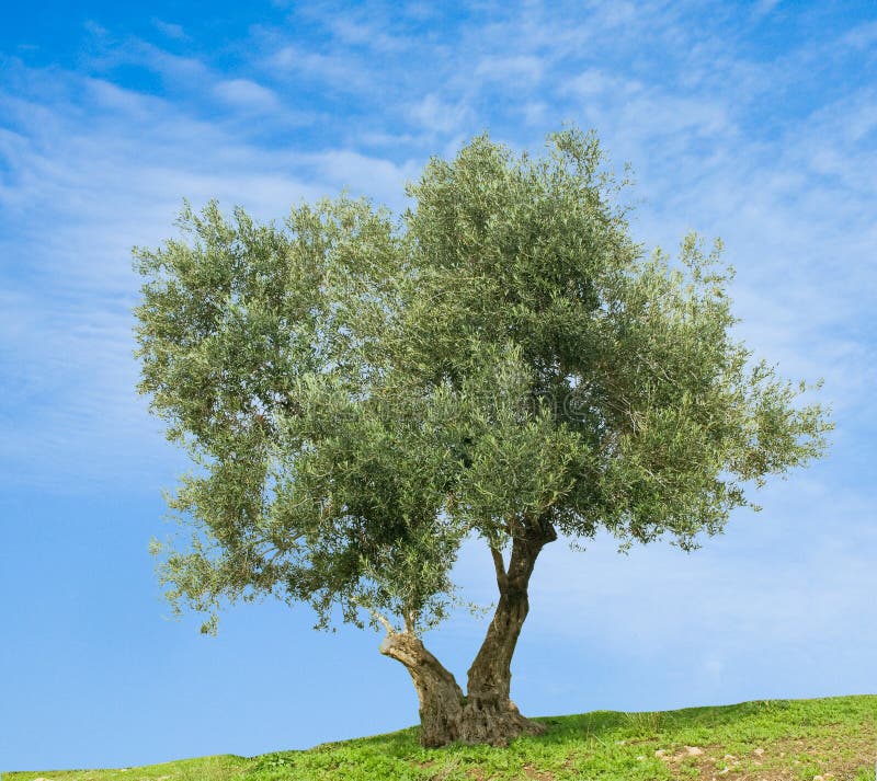 Oliveira foto de stock. Imagem de plantar, verde, nuvem - 12369686