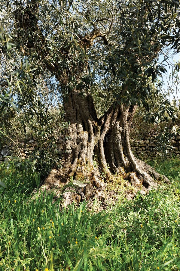 Alter Olivenbaum stockbild. Bild von olivgrün, landschaft - 4429955