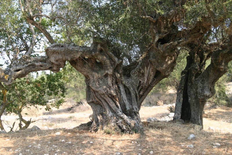 Alter Olivenbaum stockbild. Bild von kultur, grün, traditionell - 12290565