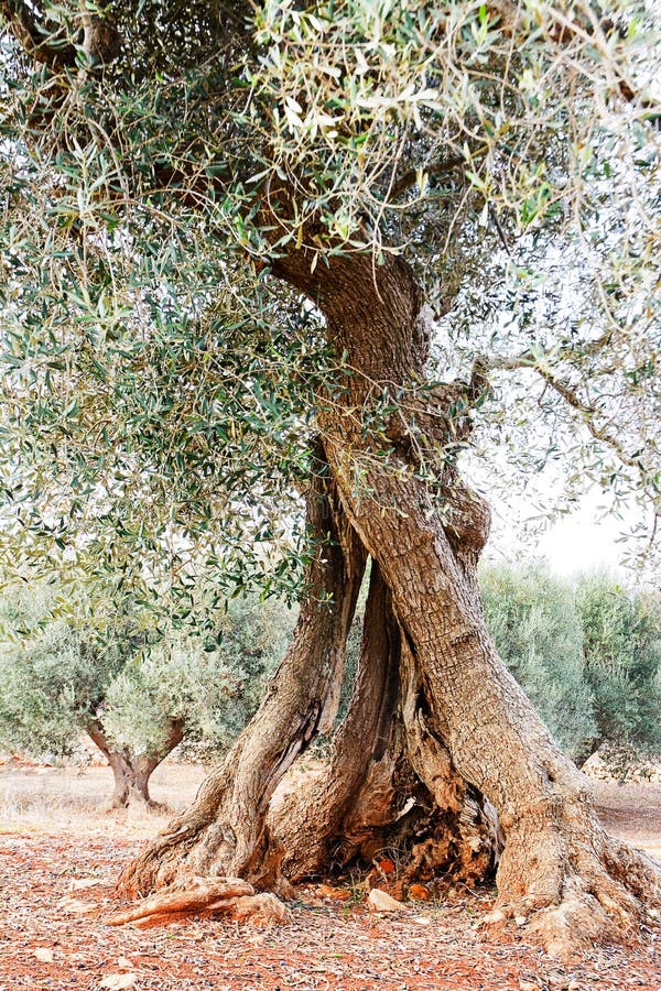 Olivenbaum Im Apulia (Italien) Stockbild - Bild von laub, nave: 65066533