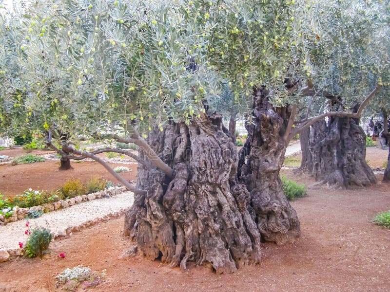 Olivenbaum In Einem Park In Jerusalem Stockbild - Bild von jerusalem ...