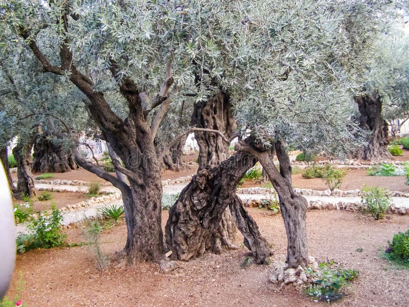 Olivenbaum In Einem Park In Jerusalem Stockbild - Bild von jerusalem ...