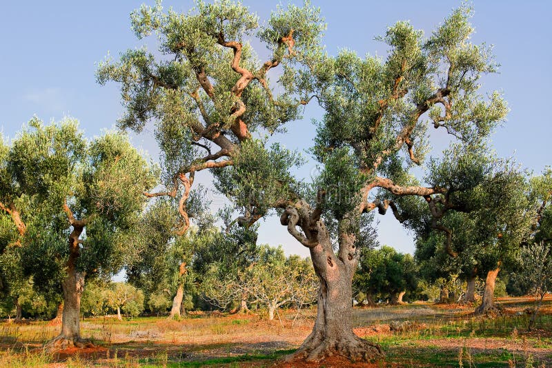 Olivenbaum Im Apulia (Italien) Stockfoto - Bild von waldung, saisonal ...