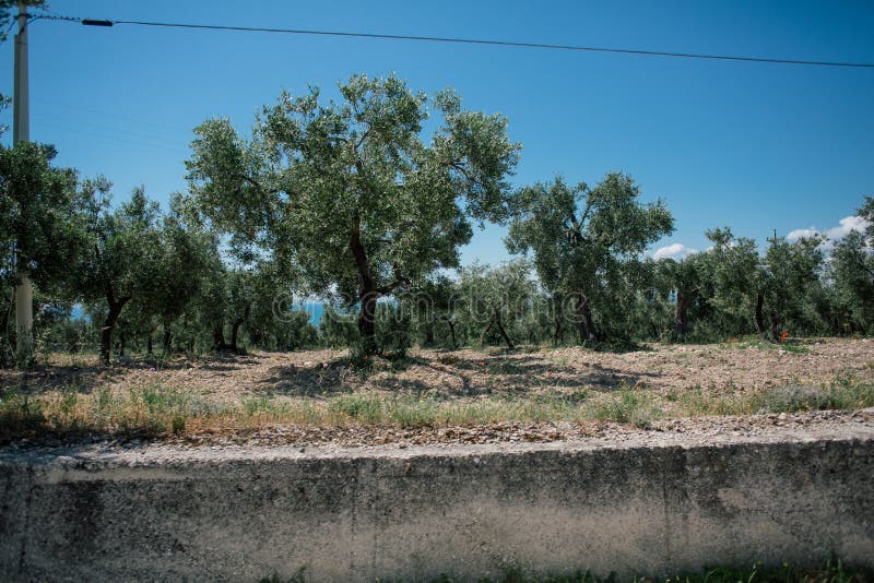 Alter Olivenbaum Im Feldsommer in Sonnigem Italien Stockbild - Bild von ...