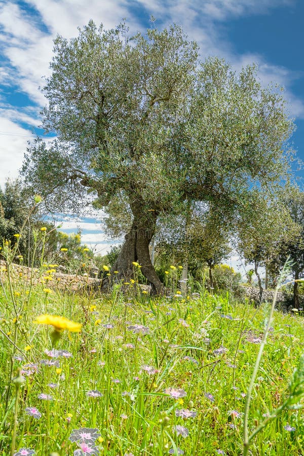 Olivenbaum Im Apulia (Italien) Stockfoto - Bild von waldung, saisonal ...