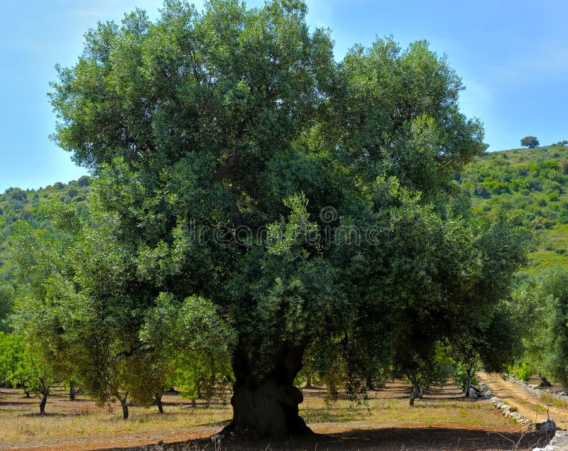 Olivenbaum Im Apulia (Italien) Stockfoto - Bild von zweig, mittelmeer ...