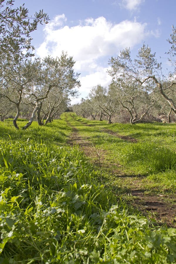 Olivenhain in Galiläa. Israel. Stockbild - Bild von frucht, immergrün ...