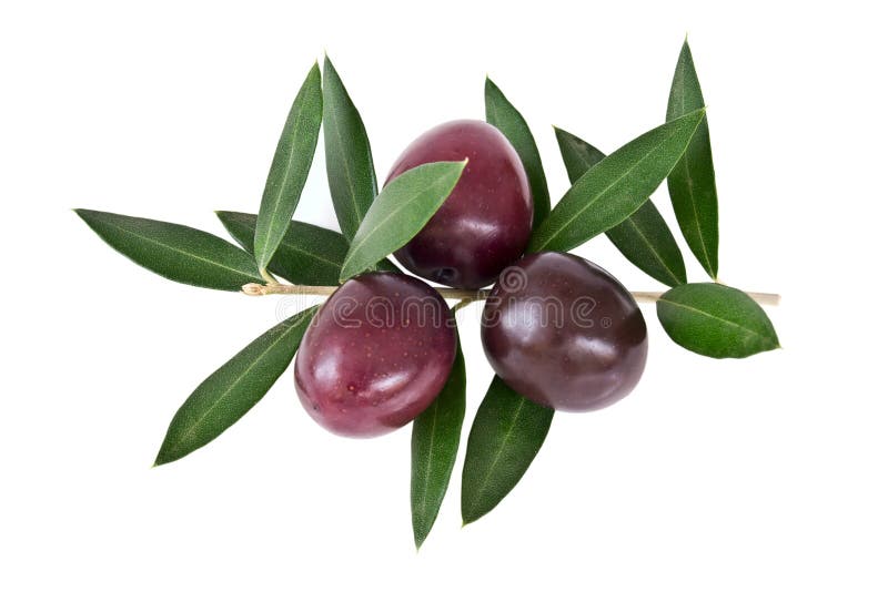 Olives stock image. Image of ripe, vegetable, olive, fruit - 12242201