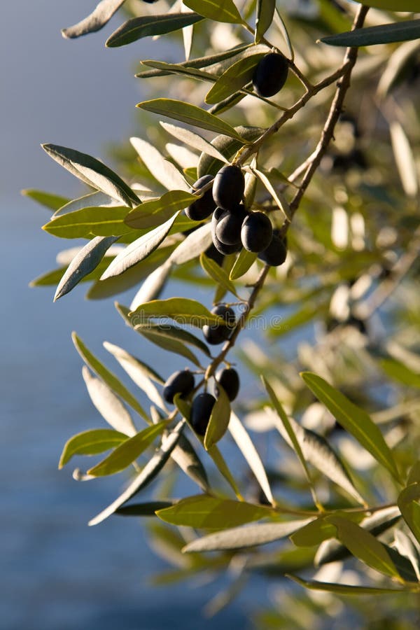 Olives stock photo. Image of italy, grow, farm, nature - 7109778