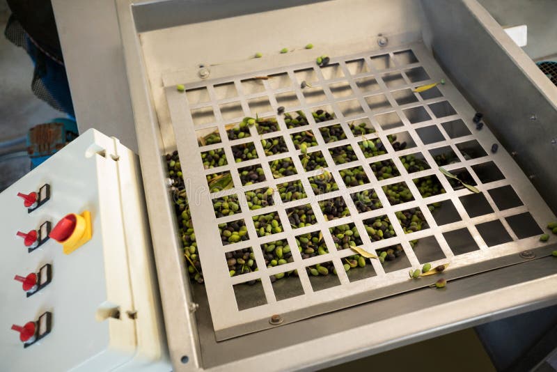 Olives Being Prepared for Culinary Use Stock Photo - Image of vintage ...