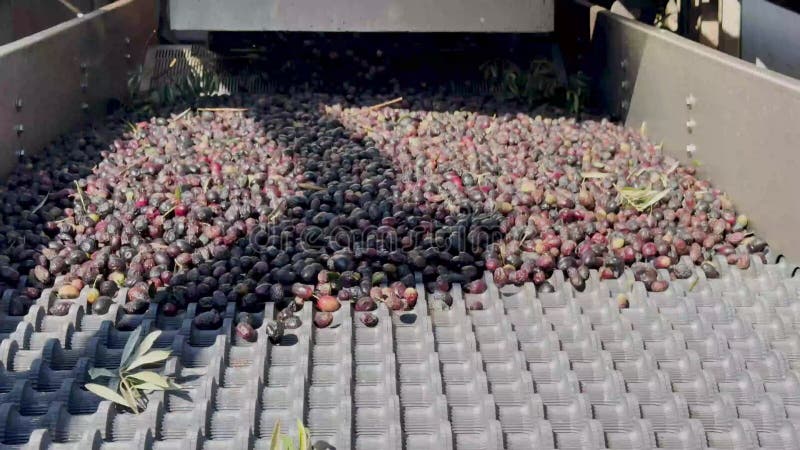 Olives Being Sorted on a Conveyor in an Olive Oil Factory Stock Video ...