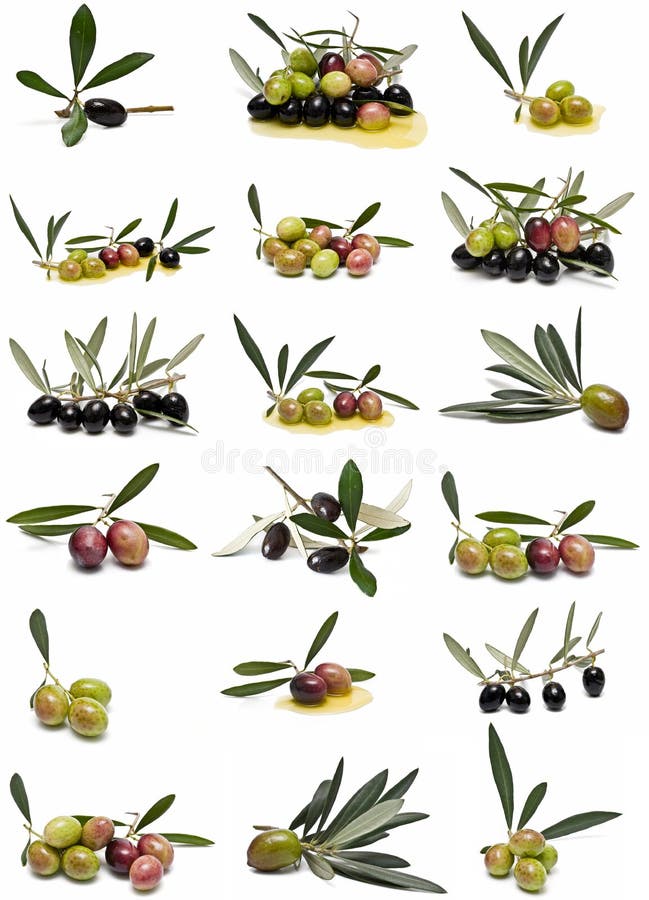 Olives collection. stock photo. Image of harvest, cuisine - 15140854