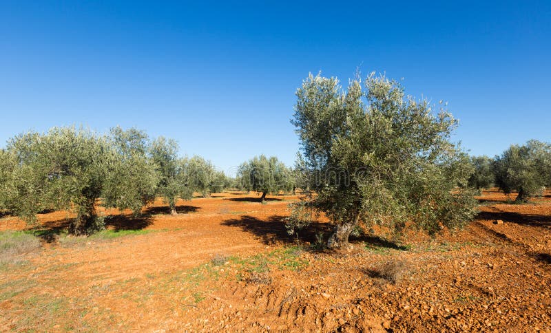 Olives field stock photo. Image of plant, andalusia, rolling - 51601306