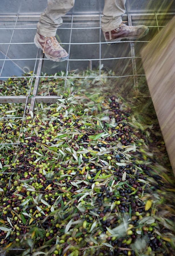 Olives stock photo. Image of leaves, processing, food - 62240342