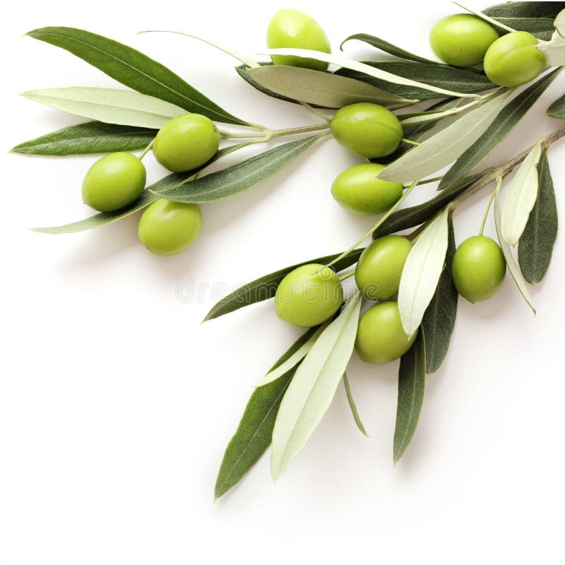 Olive Branch with Two Olives Stock Image - Image of branch, leaves ...