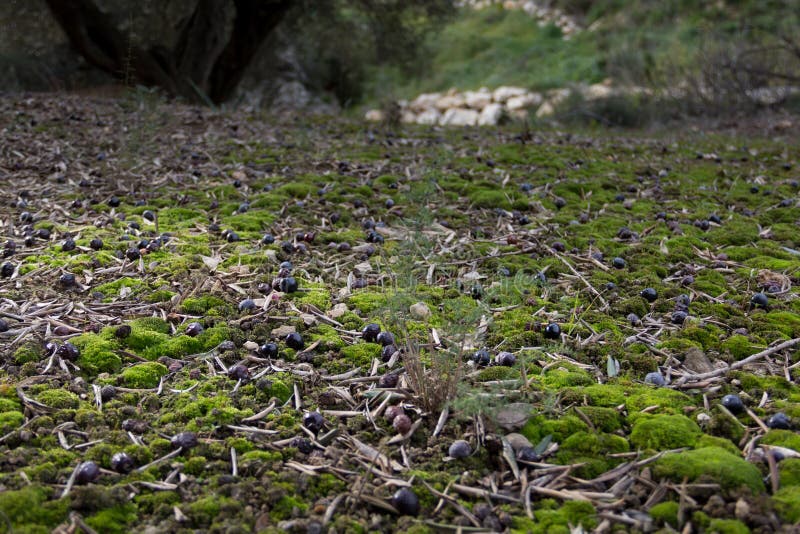 Rotten olives stock photo. Image of evergreen, farmland - 31164632