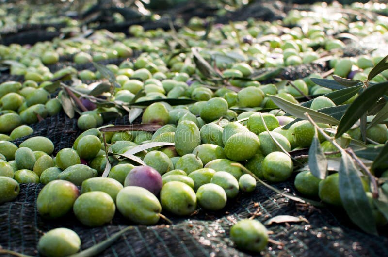 Olives Harvest stock photo. Image of healthy, harvest - 27710156