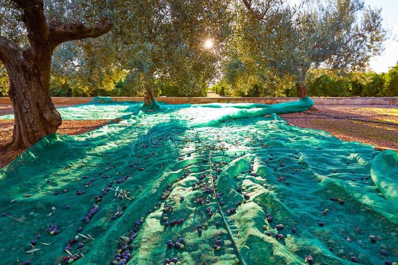 Olives Harvest Picking with Net at Mediterranean Stock Photo - Image of ...