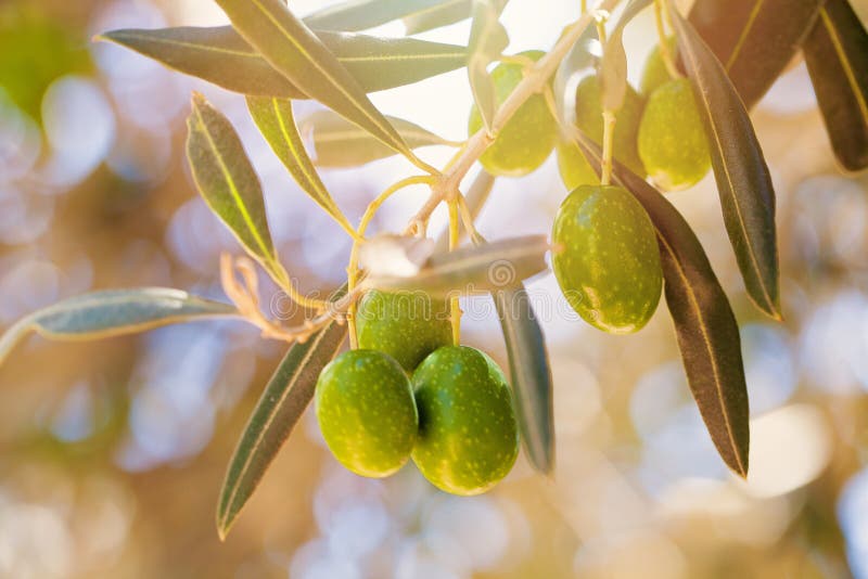 Olives with Leaves on Olive Tree. Season Nature Image Stock Image ...